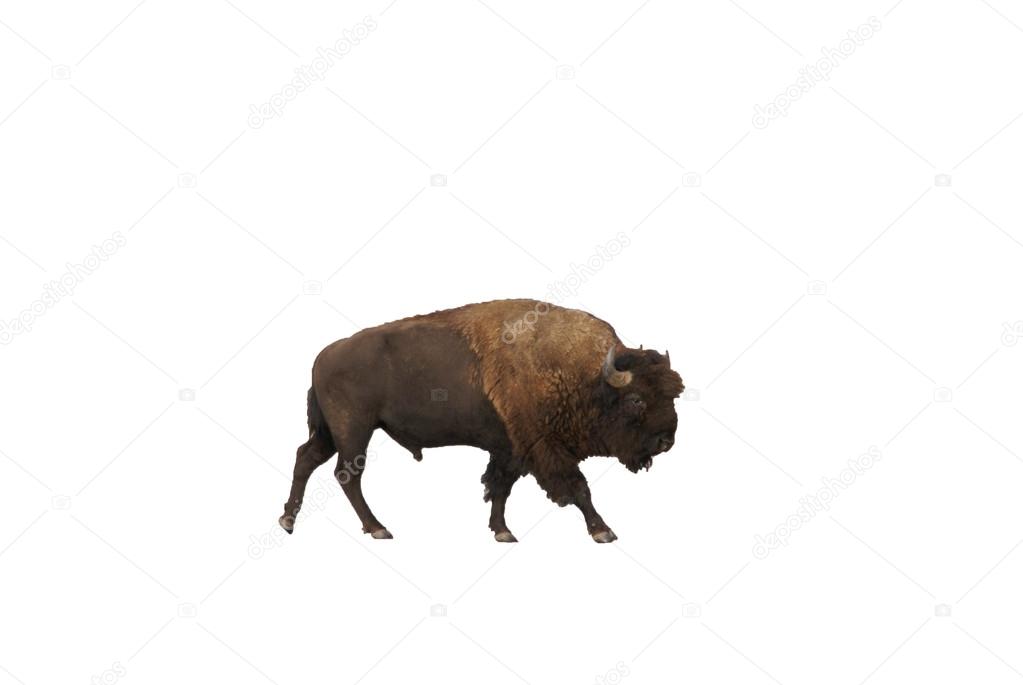 Single bull bison isolated on white — Stock Photo © cascoly #36747031