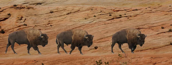 Herd of bison Stock Photos, Royalty Free Herd of bison Images ...