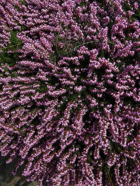 Calluna oil images libres de droit, photos de Calluna oil | Depositphotos