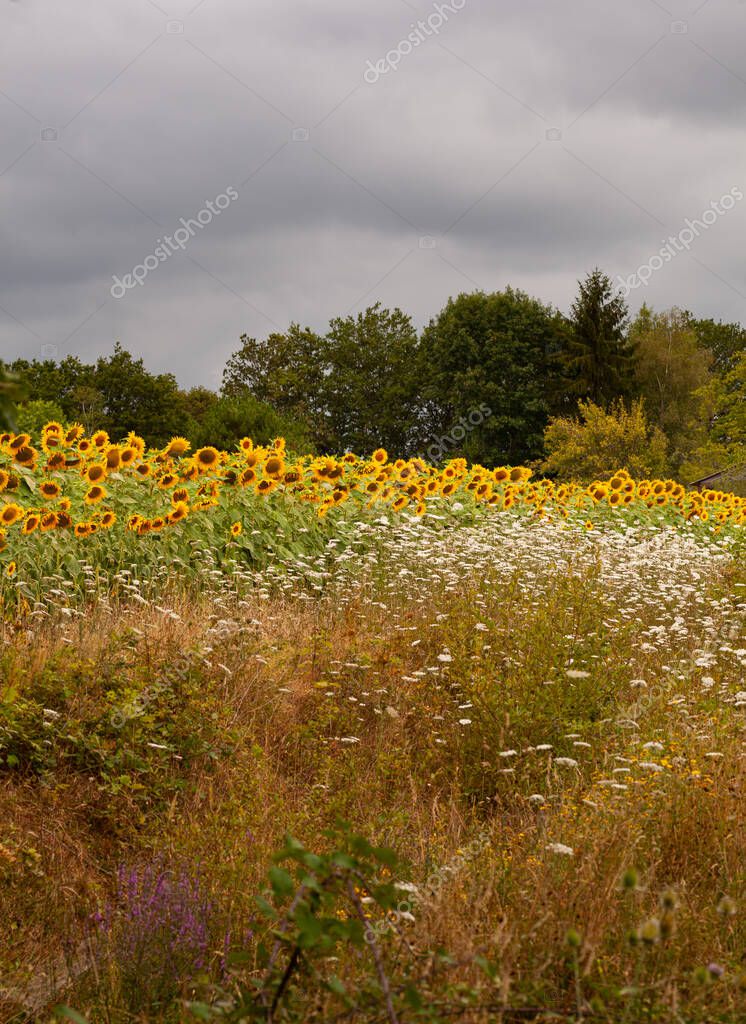 Real Panorama Landscape of Sunflower fields at cloudy sky along the ...