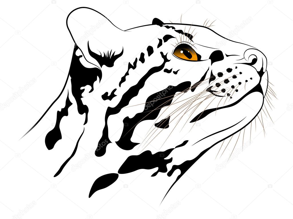 Ocelot Stock Vector by ©flanker-d 36483073