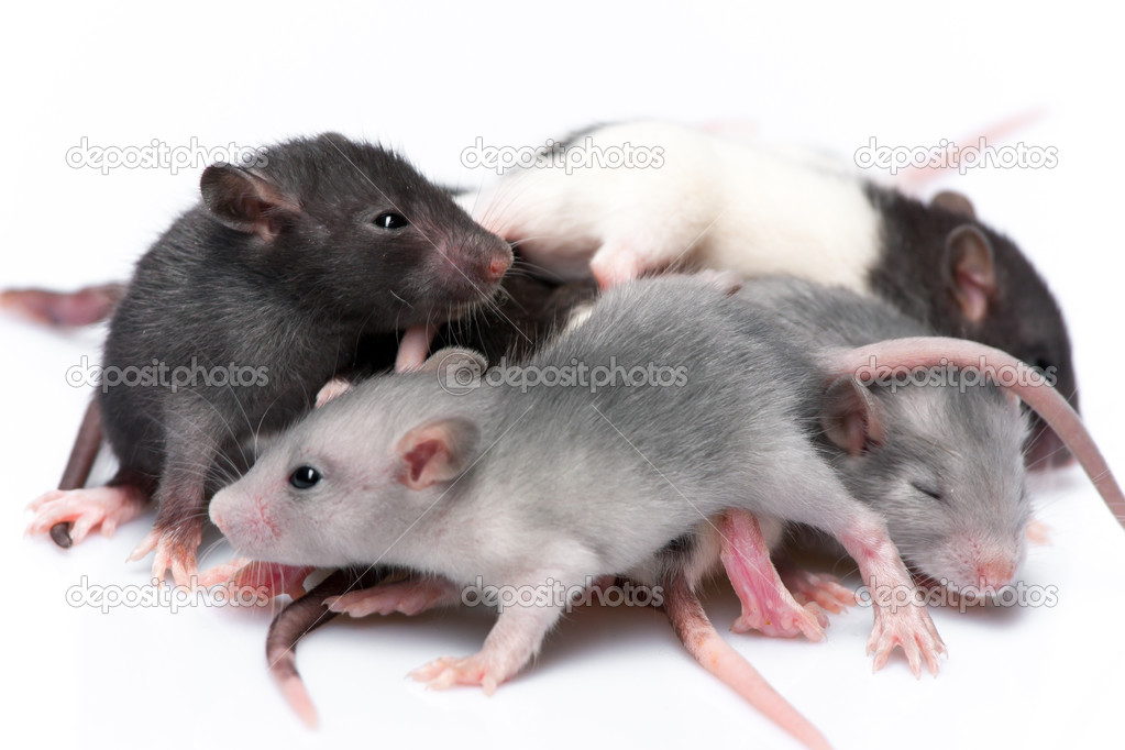 Cute Baby Rats