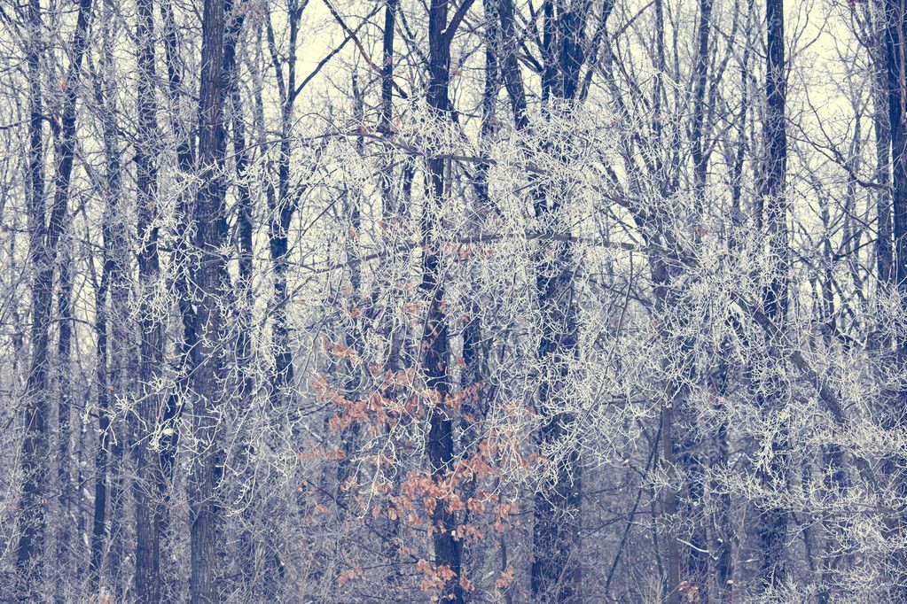 Winter trees background — Stock Photo © goinyk #44326717