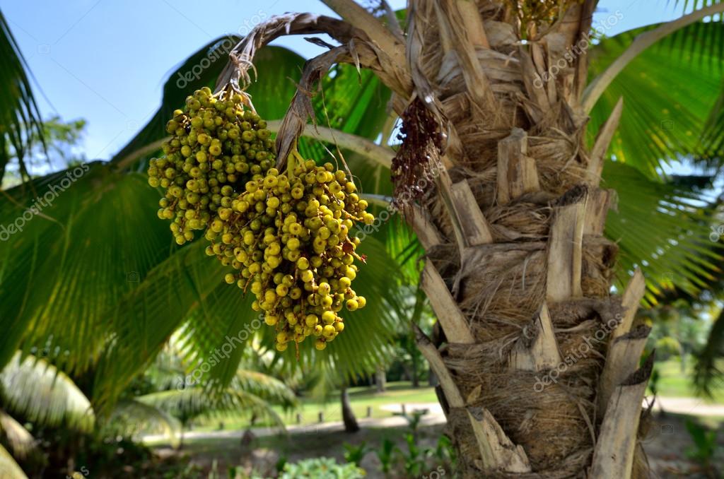 Washingtonia Robusta