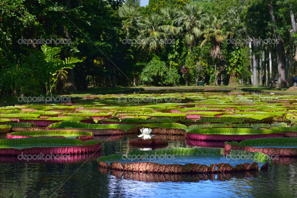 Victoria amazonica Stock Photo by ©znm666 25009457