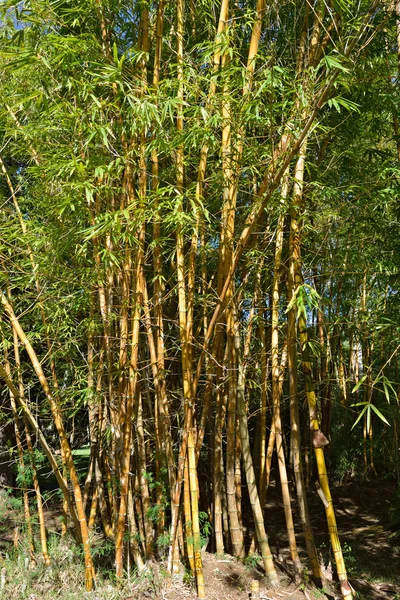 Bamboo species Stock Photos, Royalty Free Bamboo species Images ...