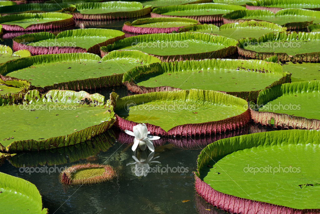 Victoria amazonica — Stock Photo © znm666 #25555471