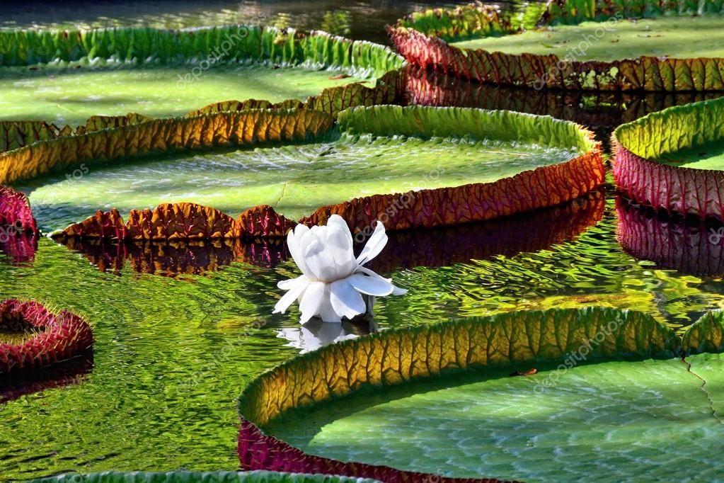 Victoria amazonica — Stock Photo © znm666 #25692185