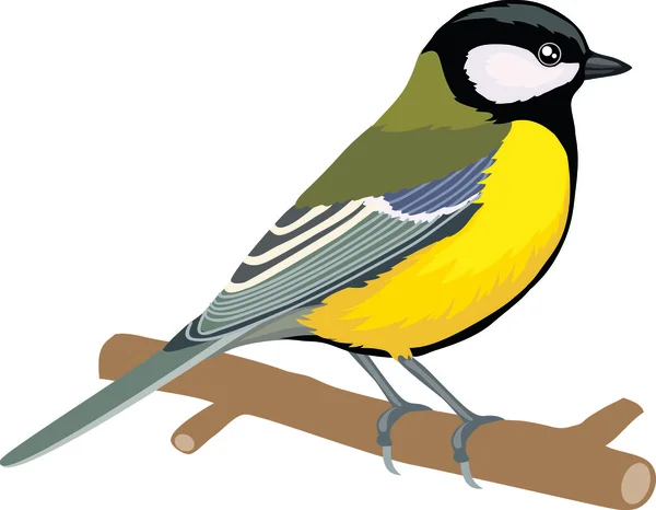 Tomtit Vector Art Stock Images | Depositphotos