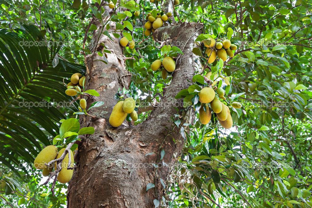 Árbol de yaca — Foto de stock © saiko3p #31303003