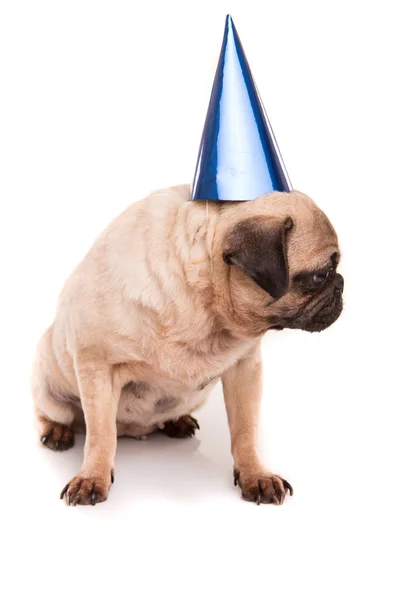 Pug standing wearing birthday hat Stock Photo by ©willeecole 24175359