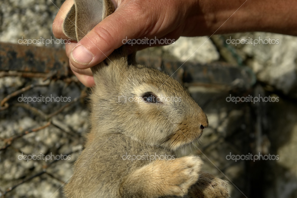 Rabit — Stock Photo © zittto #23825873