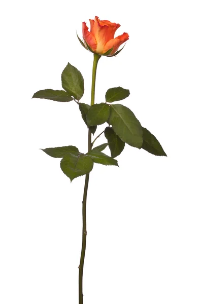 Red rose, long stem — Stock Photo © AndreaA. #10010061