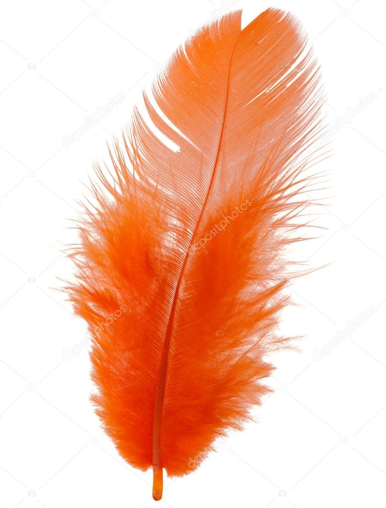Orange feather isolated on white background cutout Stock Photo by ...
