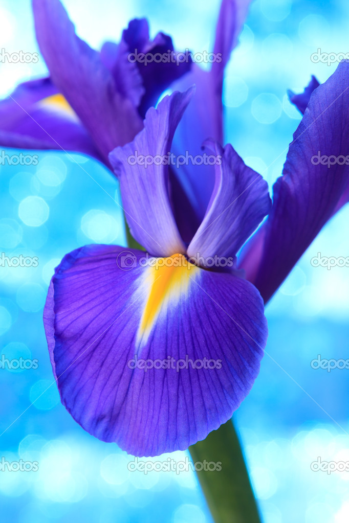 Beautiful blue iris — Stock Photo © natika #45299409