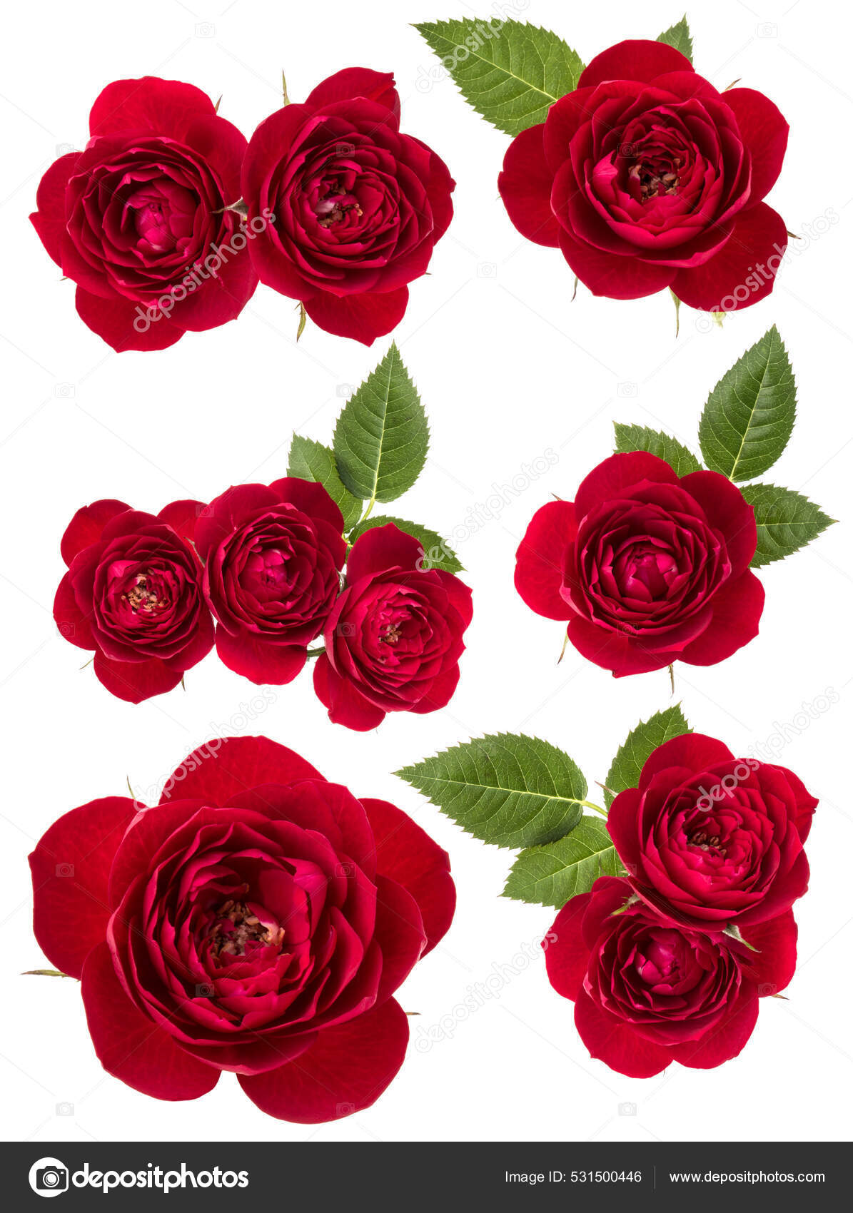 Collection Red Roses Isolated White Background Set Different Bouquet ...