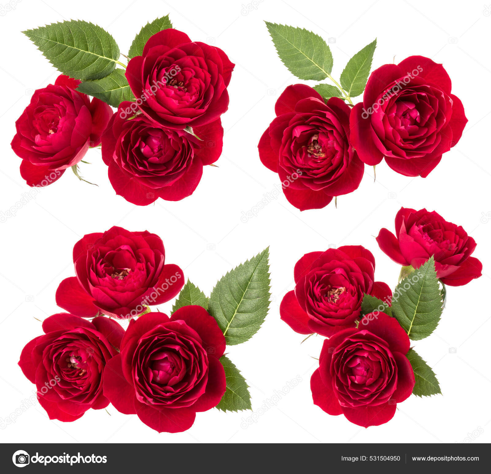 Collection Red Roses Isolated White Background Set Different Bouquet ...