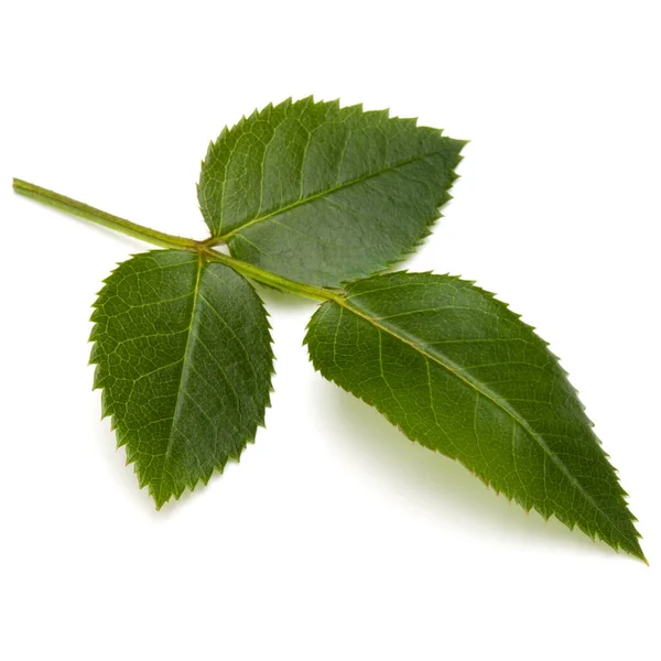 Green Rose Leaf Isolated White Background — Stock Photo © natika #194215720