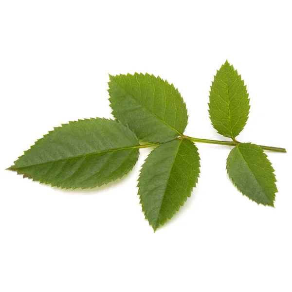 Green Rose Leaf Isolated White Background — Stock Photo © natika #194215720