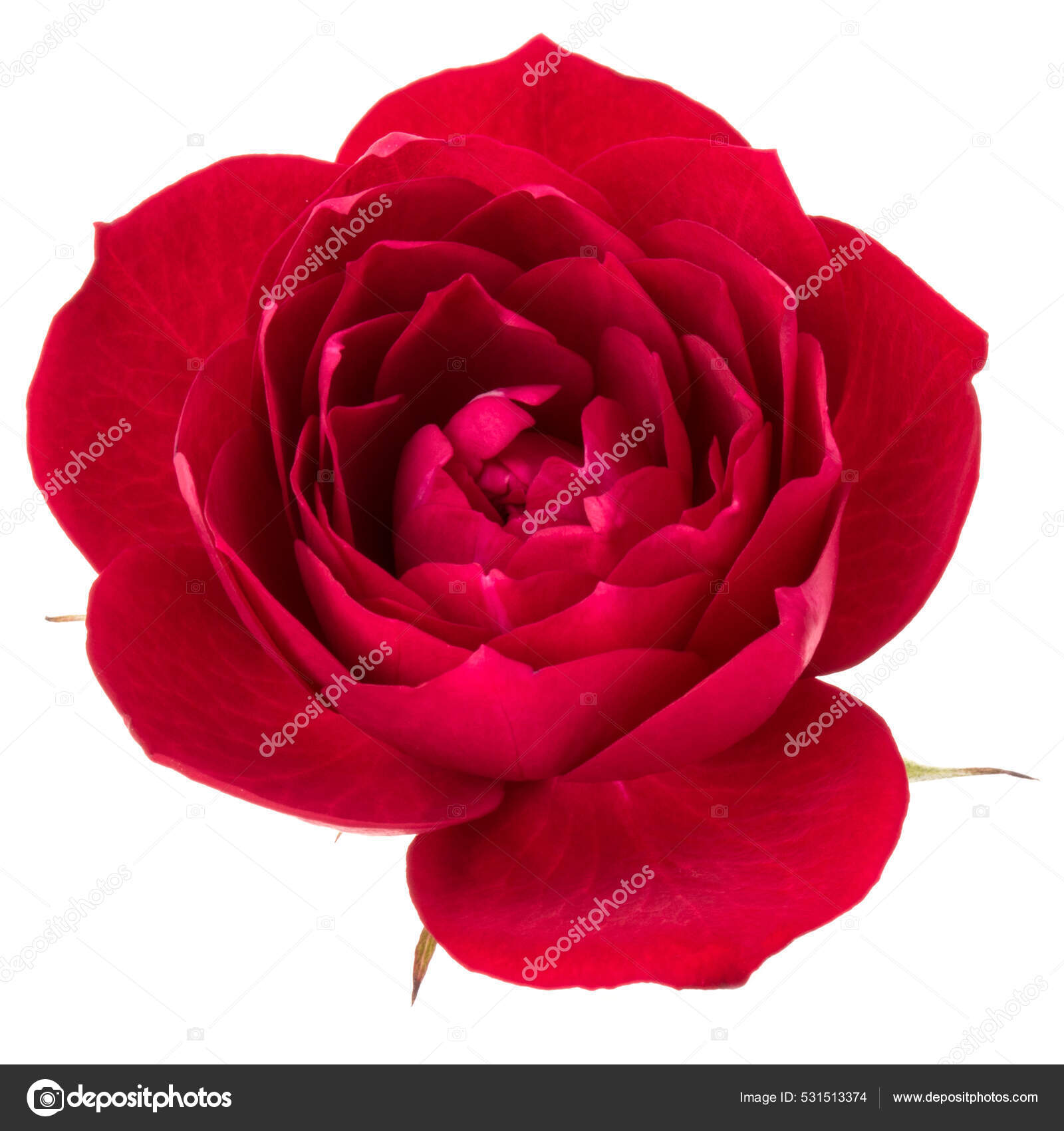One Red Rose Flower Head Isolated White Background Cutout — Stock Photo ...