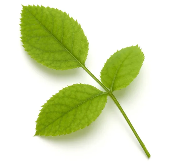 Green Rose Leaf Isolated White Background Cutout — Stock Photo © natika ...