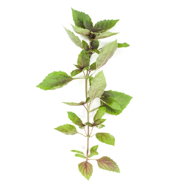 Red Basil Branch Isolated White Background Flat Top View — Stock Photo ...