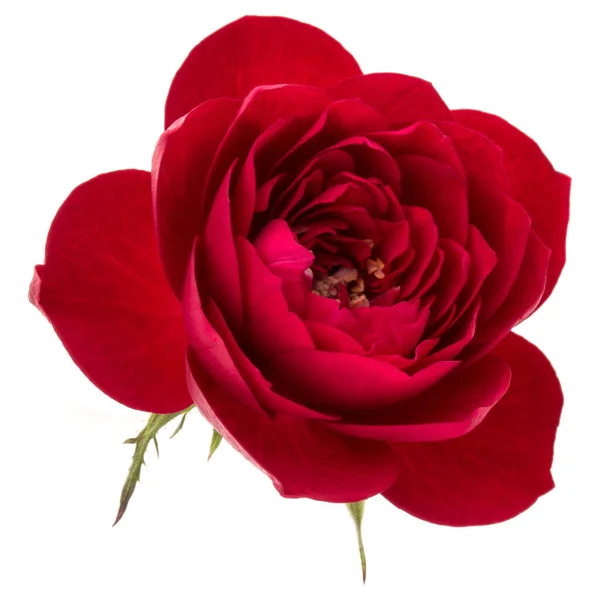 One Red Rose Flower Head Isolated White Background Cutout — Stock Photo ...