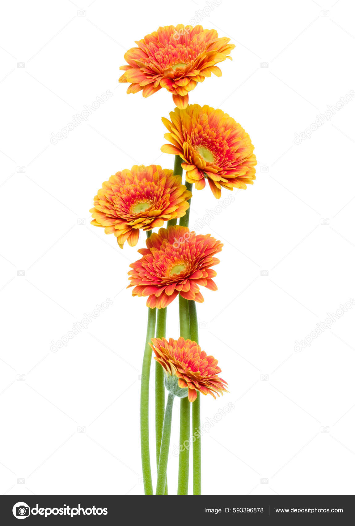 Vertical Orange Gerbera Flowers Long Stem Isolated White Background ...