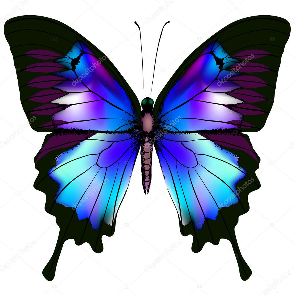 Papillon image vectorielle par prezent © Illustration #39643599
