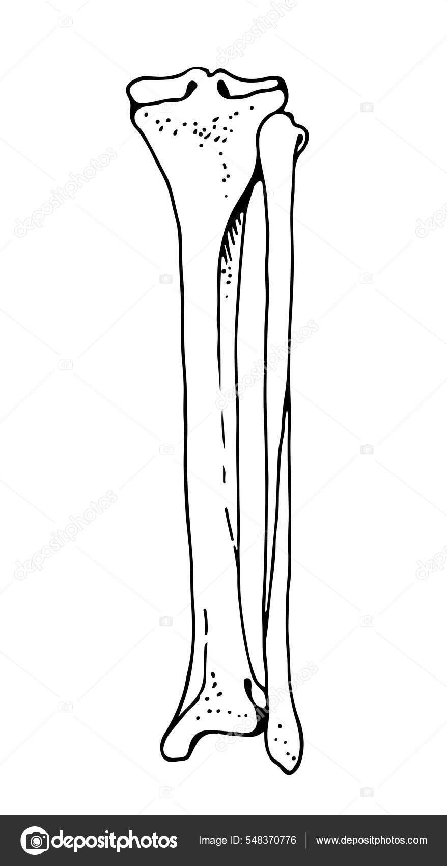 Tíbia Fíbula Ossos Humanos Vetor Desenhado Mão Ilustração Isolada Fundo ...