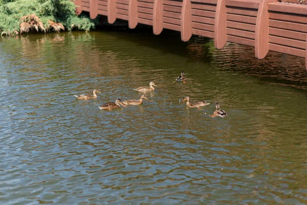 Crossing ducklings Stock Photos, Royalty Free Crossing ducklings Images ...