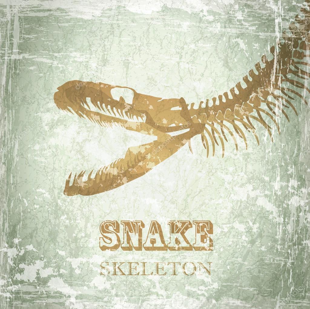 Snake Skeleton Stock Vector Image by ©S_Razvodovskij #15638785