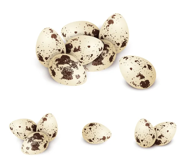 739 Quail egg Vector Images | Depositphotos