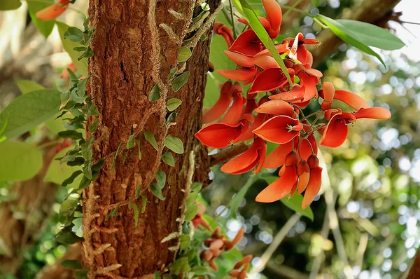 Pico con flor Stock Photos, Royalty Free Pico con flor Images ...