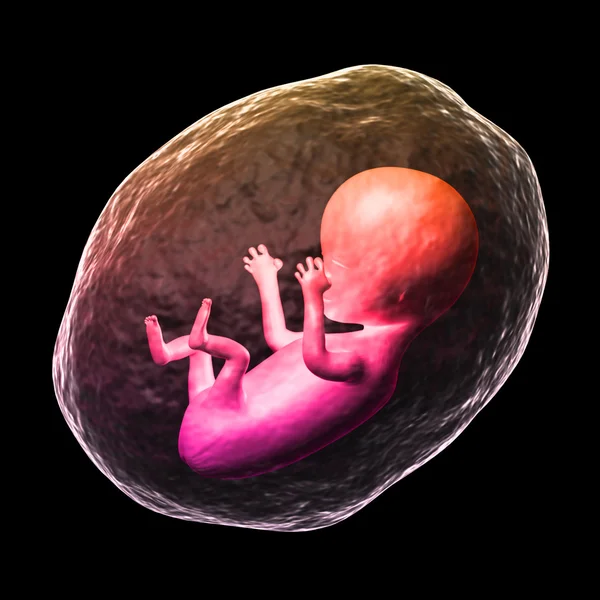 Human fetus Stock Photo by ©rbhavana 29871505
