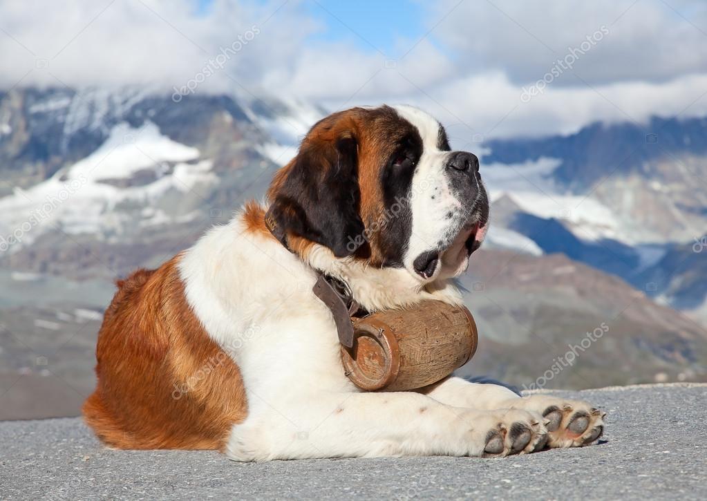St. Bernard Dog ⬇ Stock Photo, Image by © swisshippo #14042934