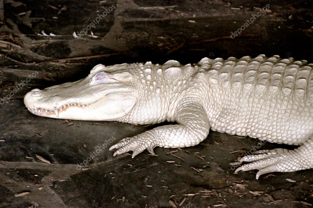 Albino Dwarf Caiman