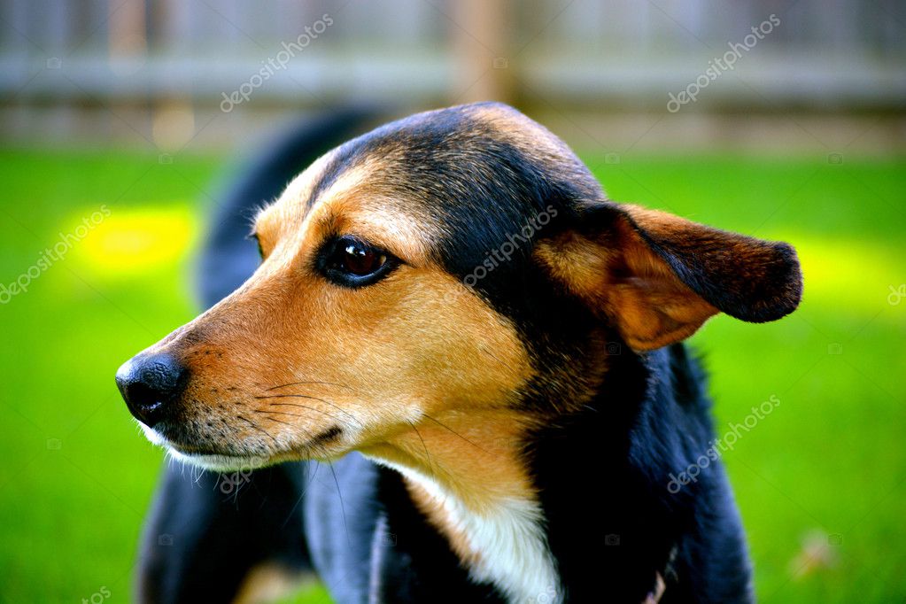 Beagle Pinscher Mix