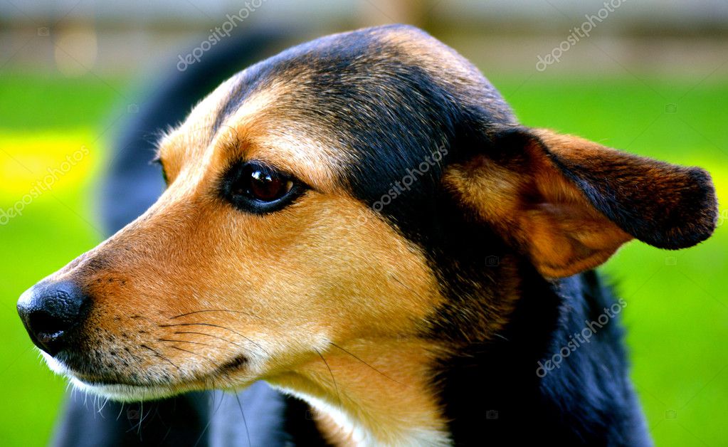 Meagle - Min-Pin Beagle Mixed Breed Dog ⬇ Stock Photo, Image by ...