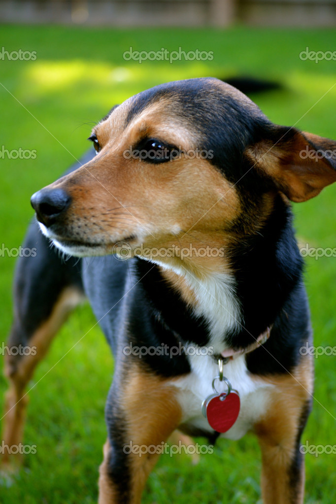 Meagle - Min-Pin Beagle Mixed Breed Dog — Stock Photo © refocusphoto ...