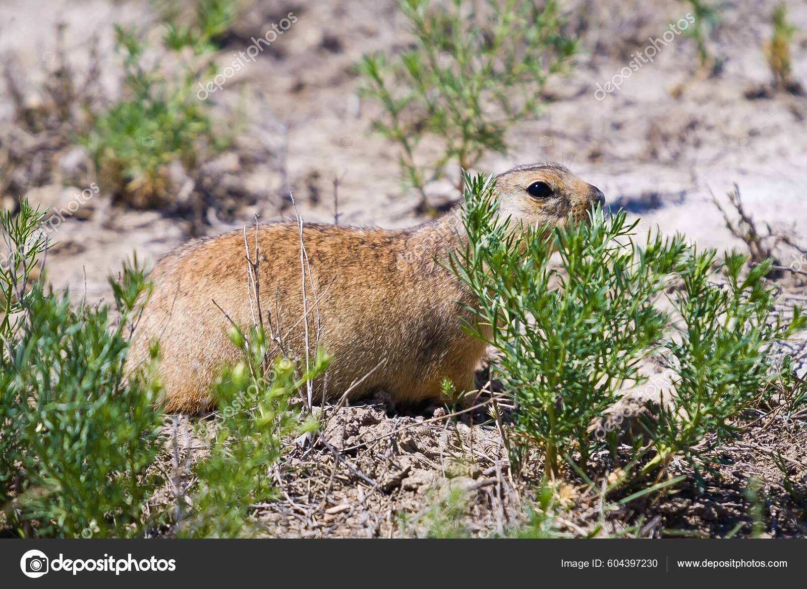 Little Yellow Ground Squirrel Grass Pantl High Quality Photo — Stock ...