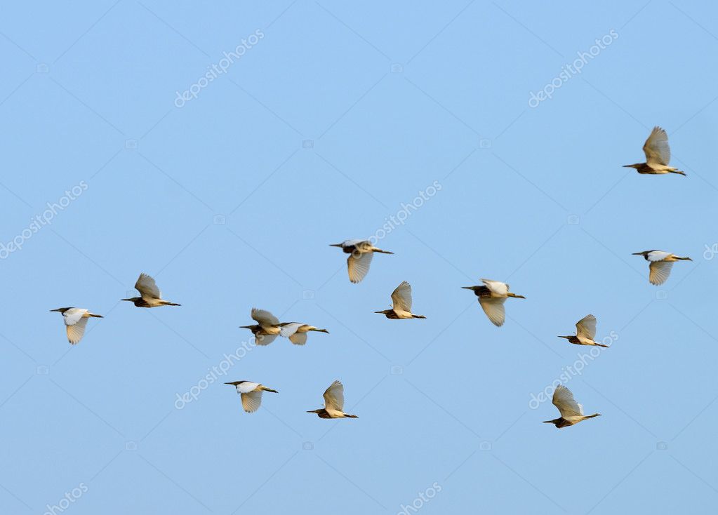Aves voladoras — Foto de stock #17878575 © galdzer
