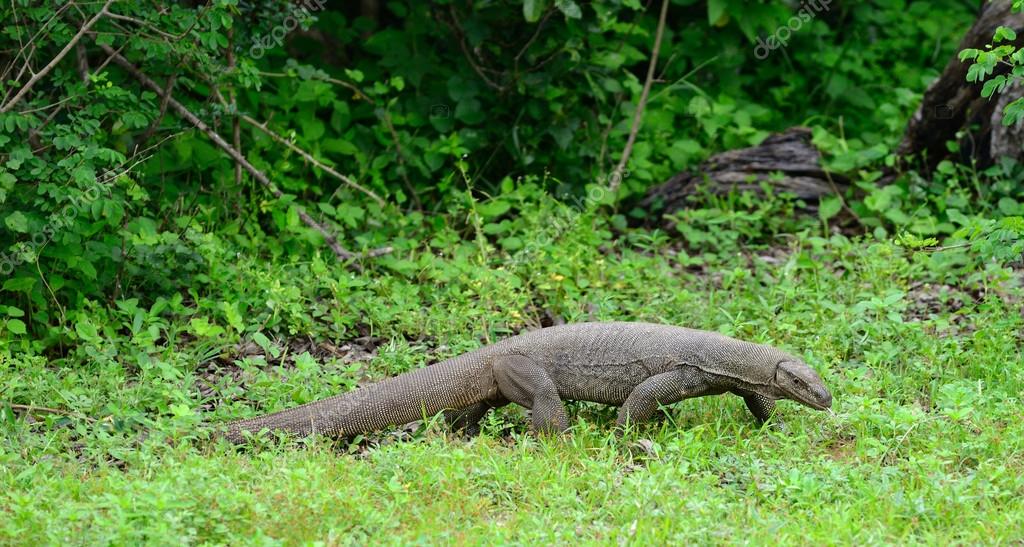 Varan. Sri Lanka Stock Photo by ©galdzer 17878895