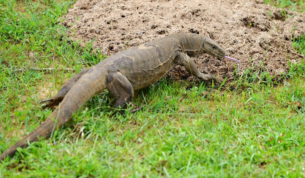 Varan. Sri Lanka — Stock Photo © galdzer #17878957