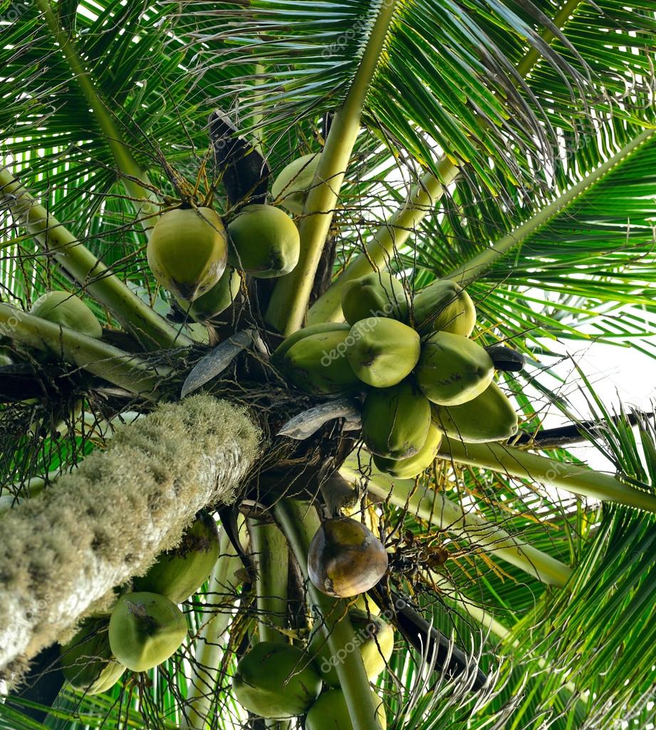 Palm tree with the fruit of coconut — Stock Photo © galdzer #19272719