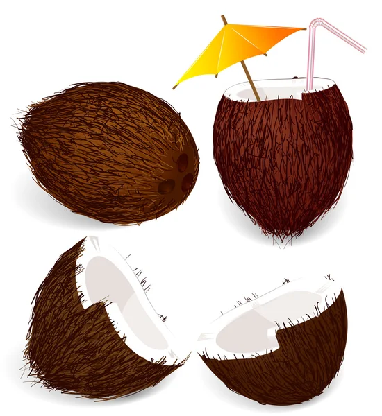 Lhas cocos vetor Imágenes Vectoriales, Gráfico Vectorial de Lhas cocos ...