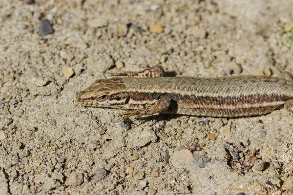 Lézard mural commun images libres de droit, photos de Lézard mural ...