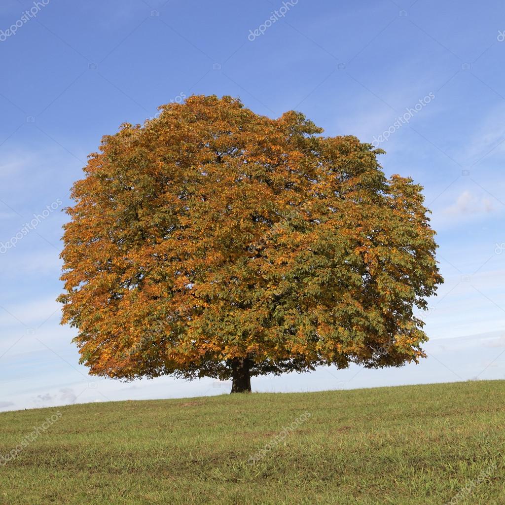 Arbre (aesculus hippocastanum) conker marronnier en automne, lengerich ...