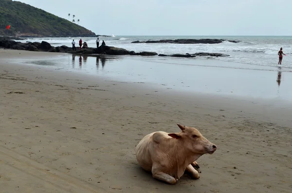Fotos de Vaca na praia, Imagens de Vaca na praia sem royalties ...