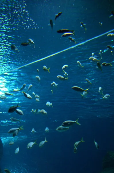 Underwater partition Stock Photos, Royalty Free Underwater partition ...